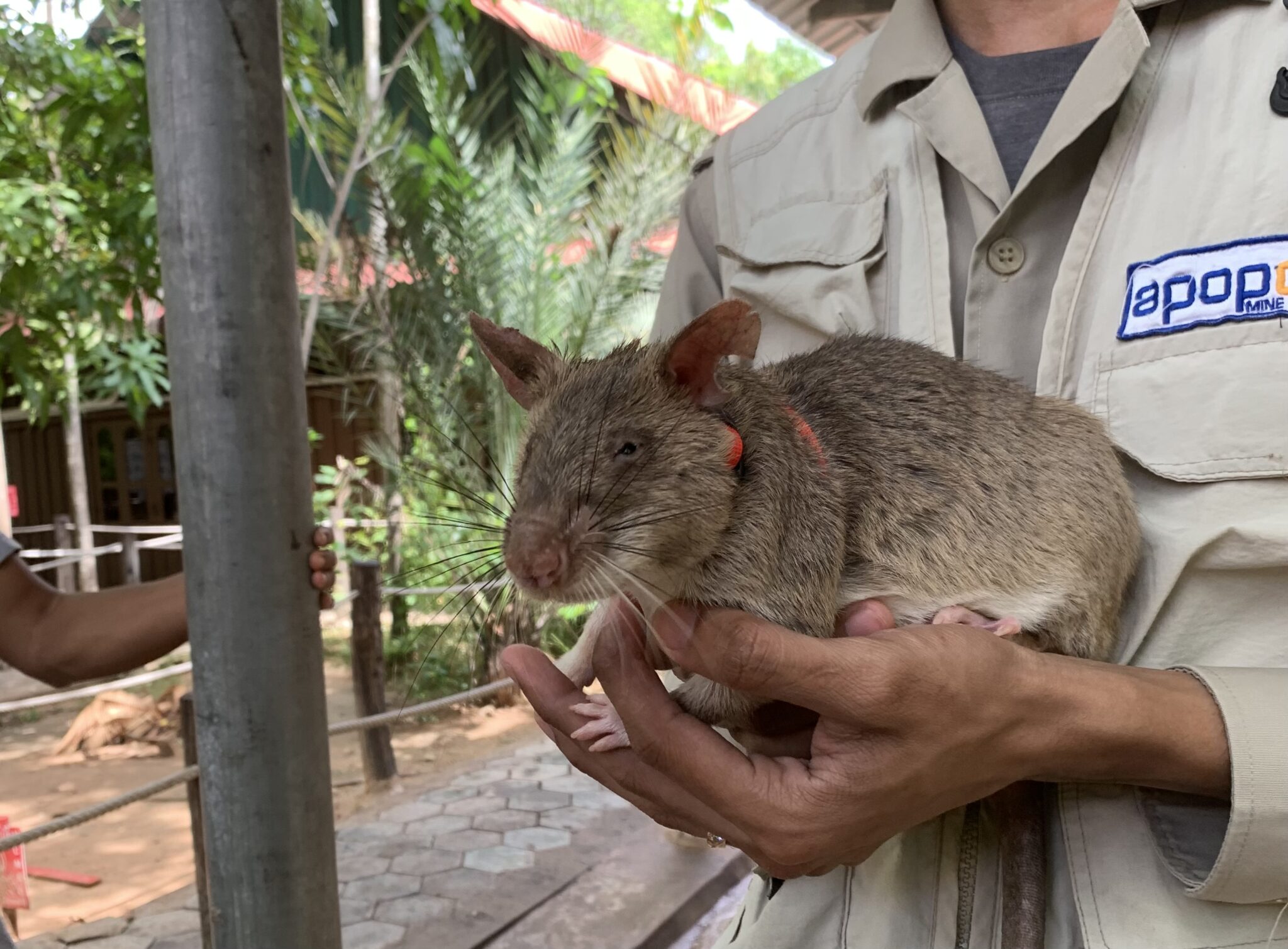 14 Days in Cambodia - The Perfect Cambodia Travel Itinerary - Tiny Travel Turtle