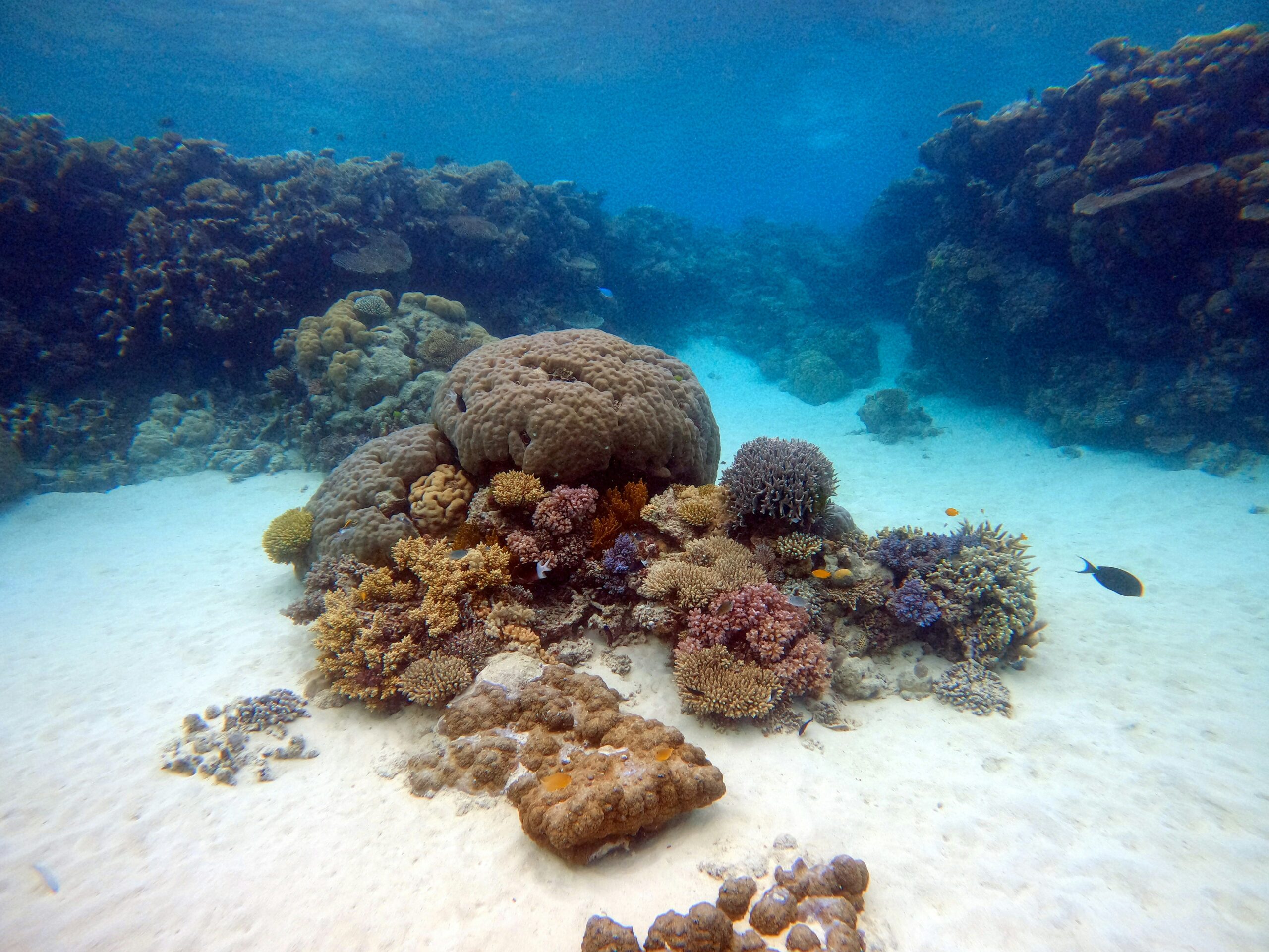 10 Amazing Bali Snorkeling Spots You Can't Miss! - Tiny Travel Turtle