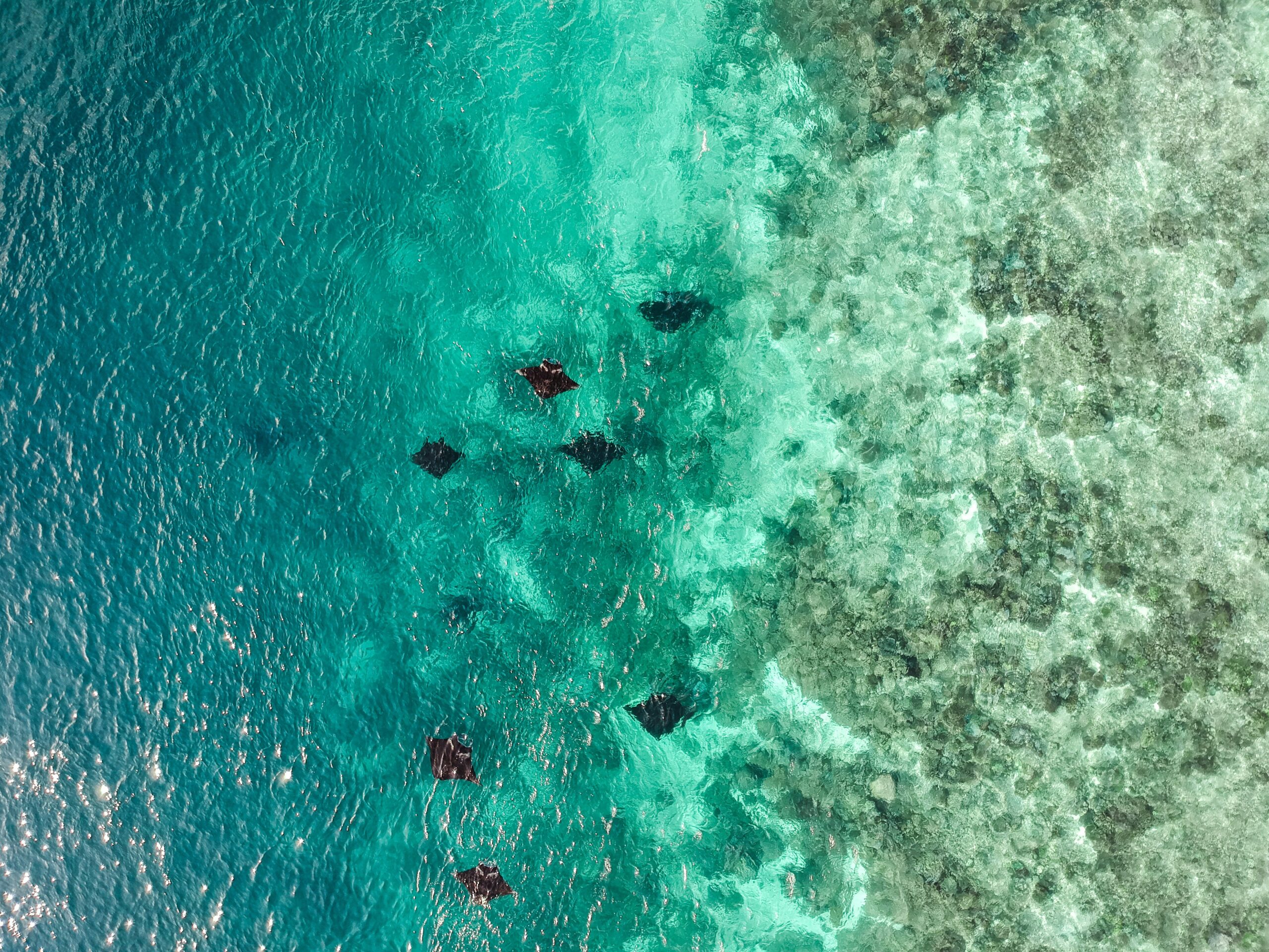 10 Amazing Bali Snorkeling Spots You Can't Miss! - Tiny Travel Turtle