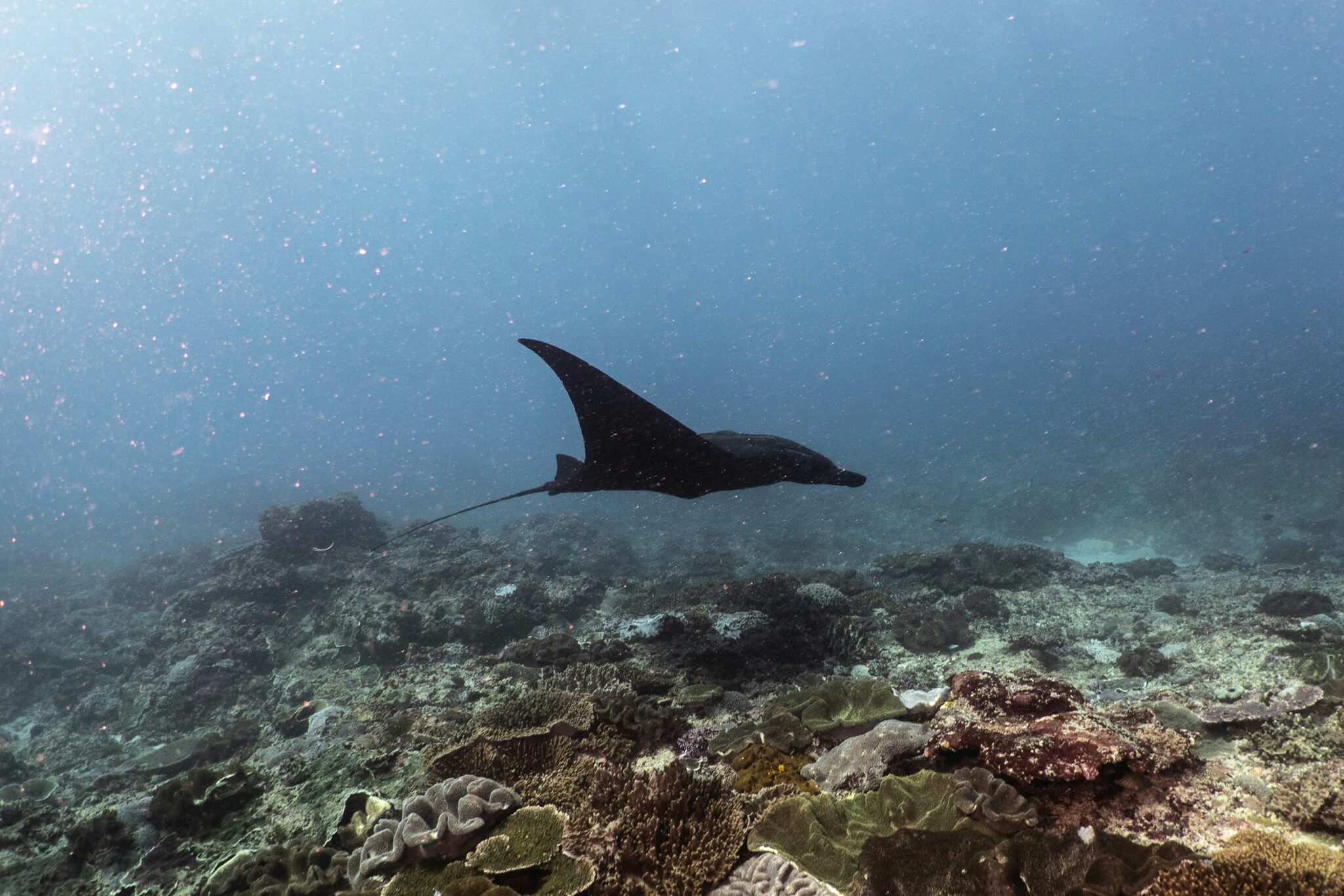 10 Amazing Bali Snorkeling Spots You Can't Miss! - Tiny Travel Turtle